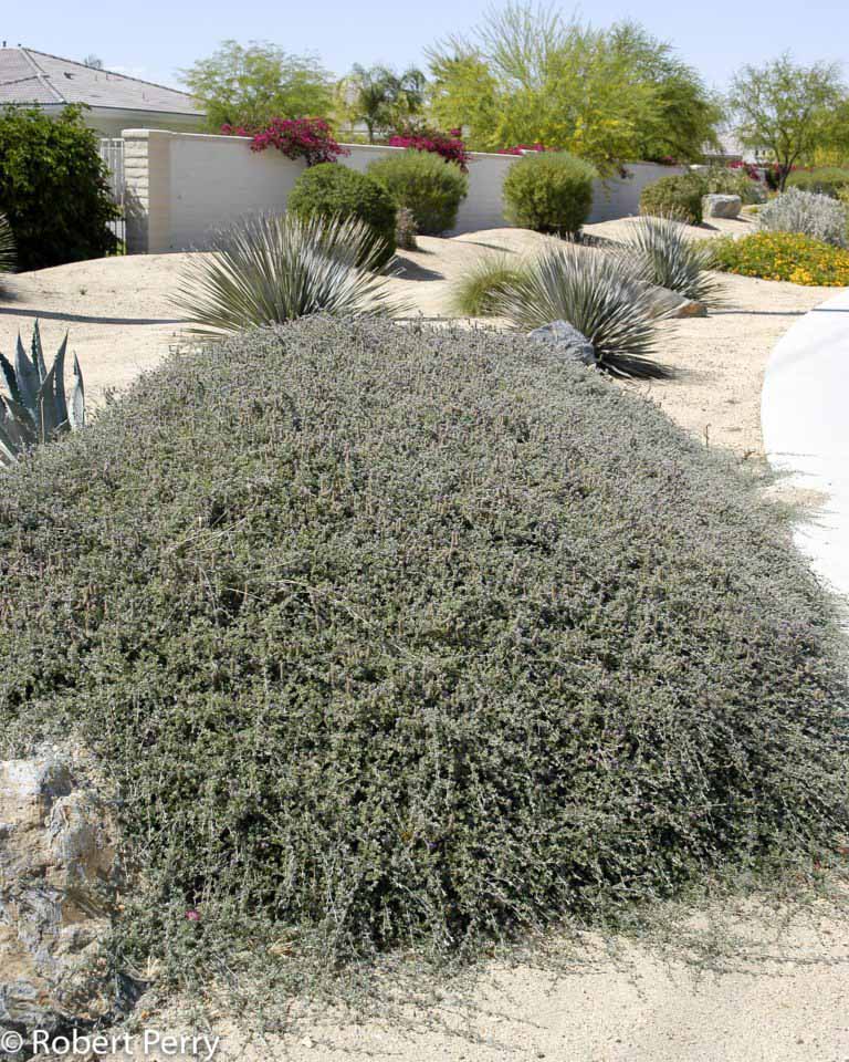 Trailing indigo bush - Waterwise Garden Planner