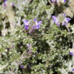 Trailing indigo bush - Waterwise Garden Planner