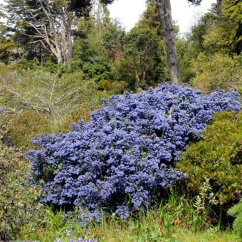 Dark Star wild lilac - Waterwise Garden Planner