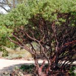 Sunset manzanita - Waterwise Garden Planner