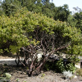 Sunset manzanita - Waterwise Garden Planner