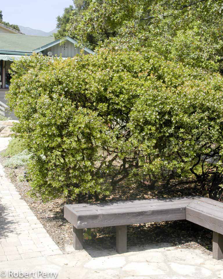 Sunset manzanita - Waterwise Garden Planner