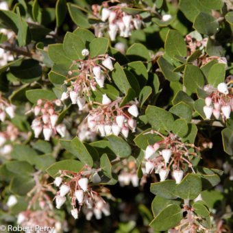 Sunset manzanita - Waterwise Garden Planner