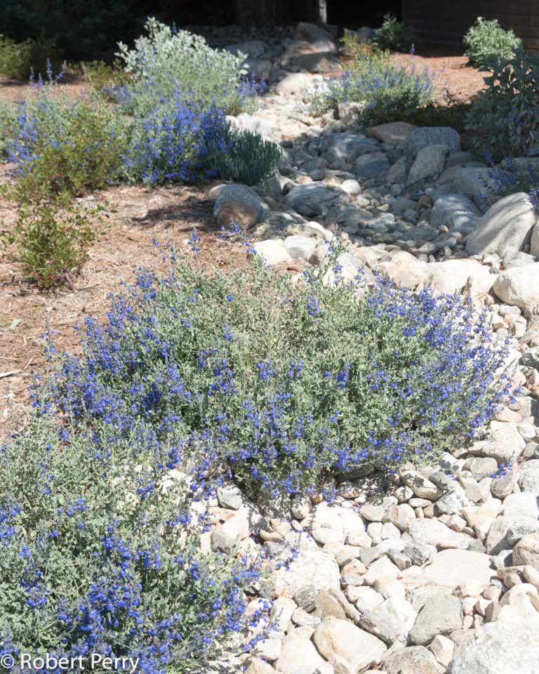 Germander sage - Waterwise Garden Planner