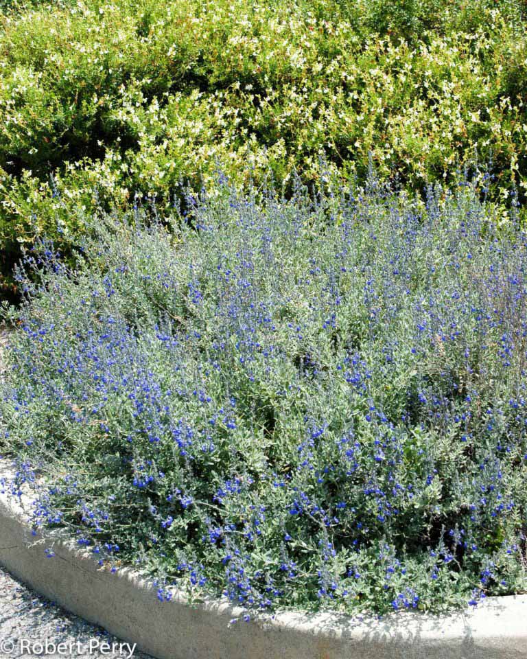 Germander sage - Waterwise Garden Planner