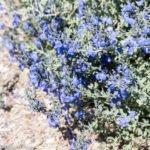 Germander sage - Waterwise Garden Planner