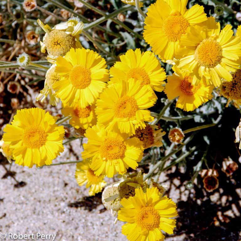 Desert Marigold - Waterwise Garden Planner