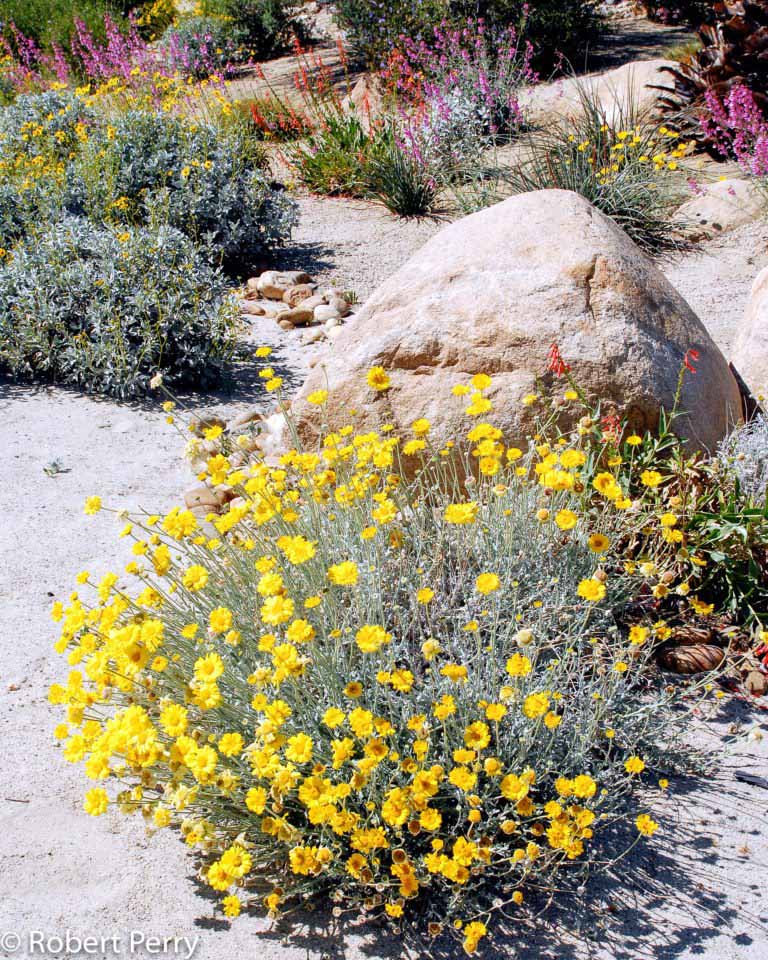 Desert Marigold - Waterwise Garden Planner