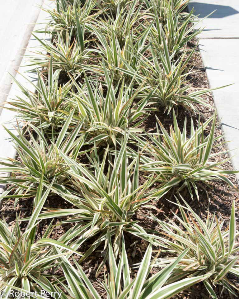 Variegated flax lily - Waterwise Garden Planner