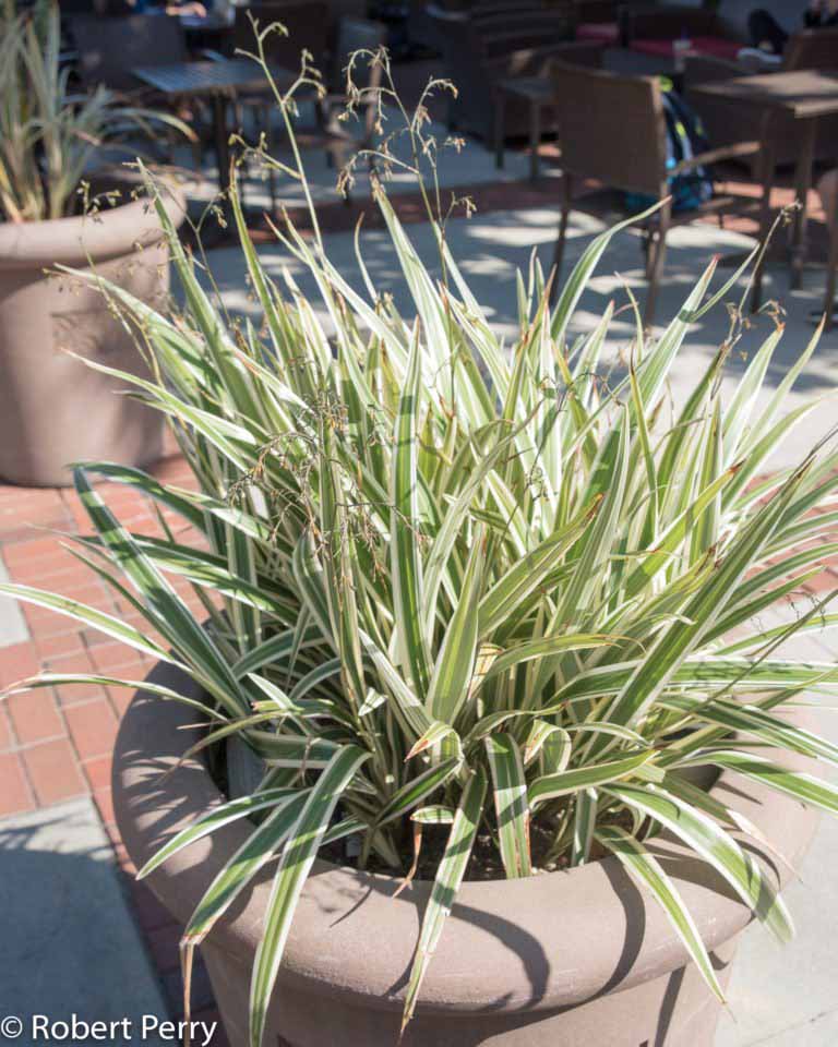 Variegated flax lily - Waterwise Garden Planner