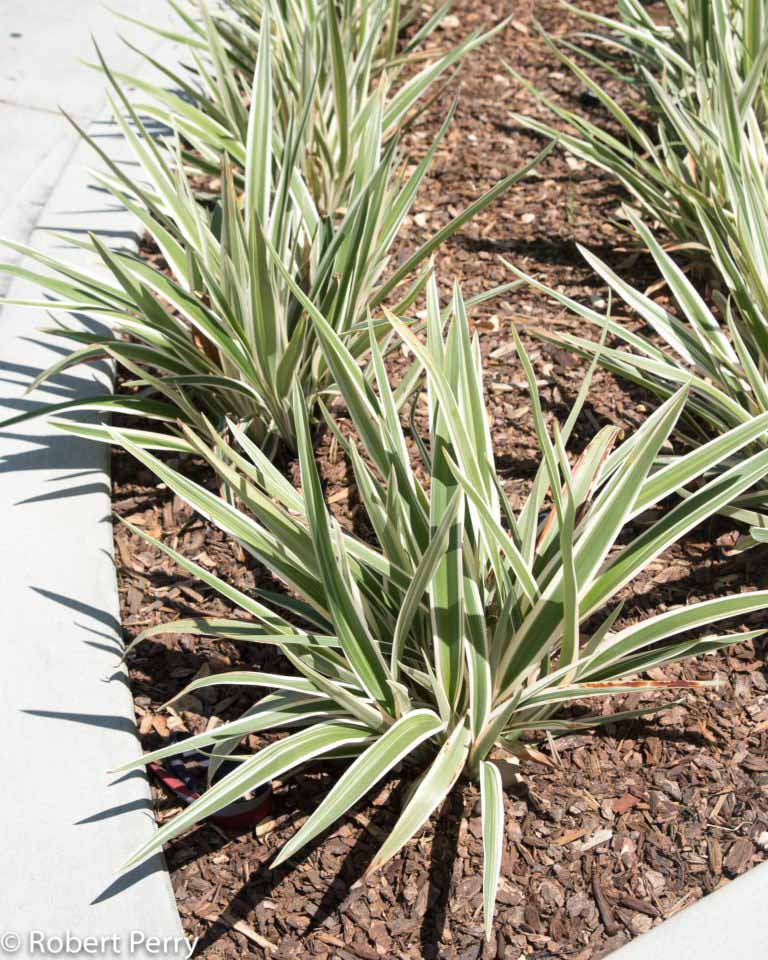 Variegated flax lily - Waterwise Garden Planner