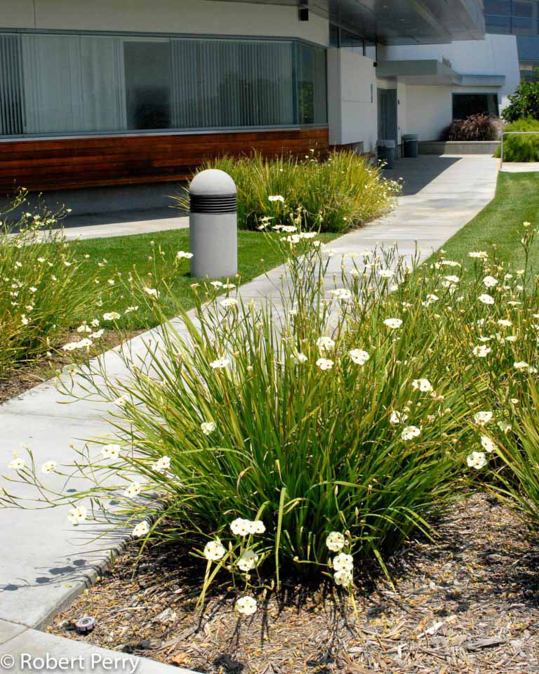 Fortnight lily - Waterwise Garden Planner