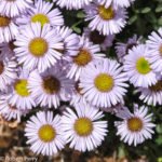 Beach aster, Seaside daisy + cvs - Waterwise Garden Planner