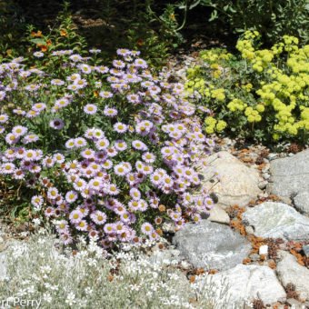 Beach aster, Seaside daisy + cvs - Waterwise Garden Planner