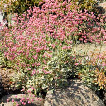 Red buckwheat - Waterwise Garden Planner