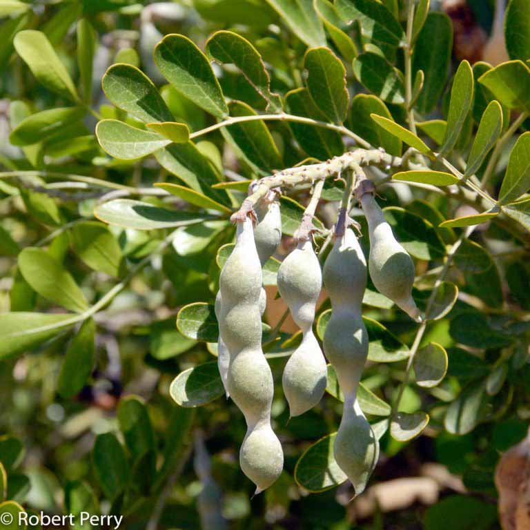 Mescal bean - Waterwise Garden Planner