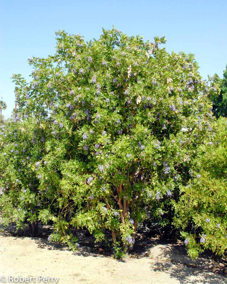 Mescal bean - Waterwise Garden Planner