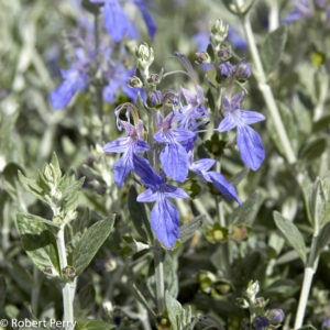 Bush germander - Waterwise Garden Planner