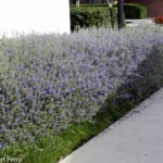 Bush germander - Waterwise Garden Planner