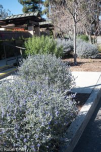 Bush germander - Waterwise Garden Planner