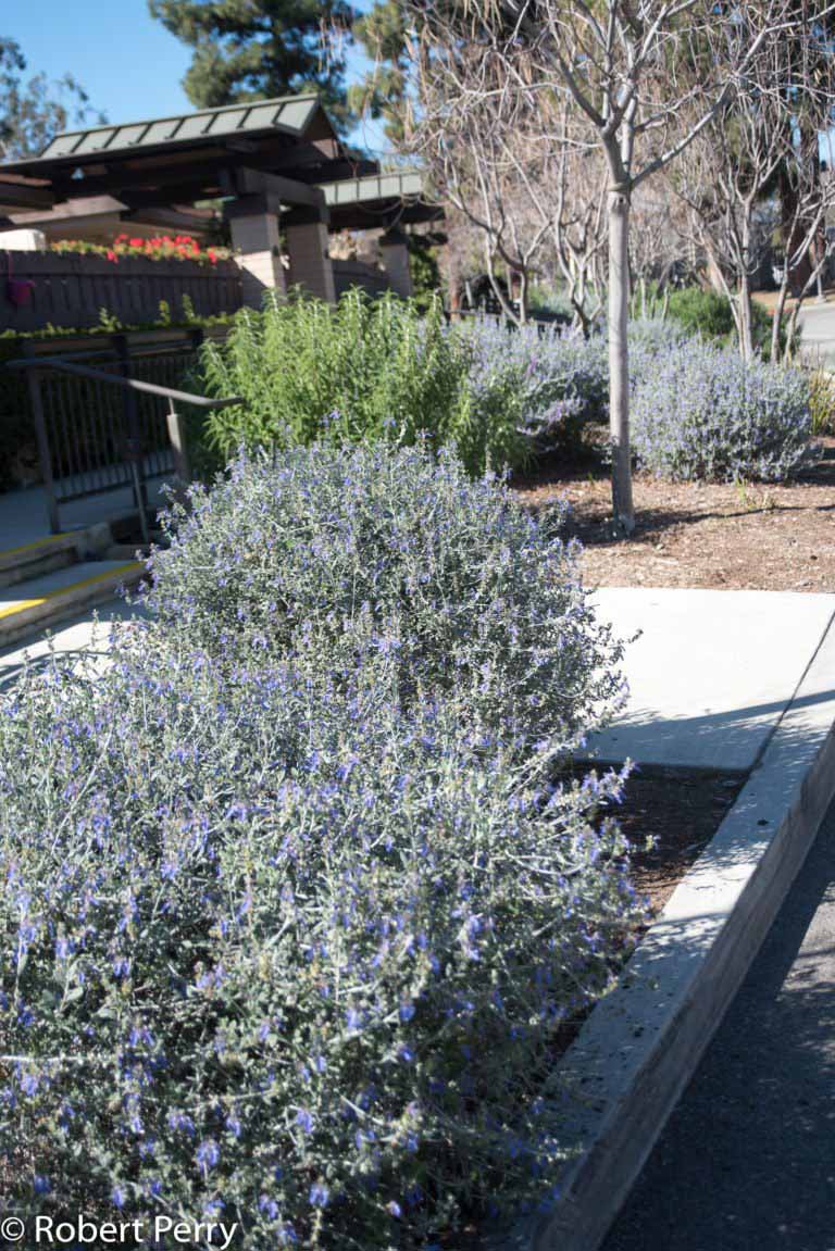 Bush germander - Waterwise Garden Planner