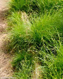 Foothill sedge / Berkeley sedge - Waterwise Garden Planner