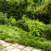 Berkeley sedge - Waterwise Garden Planner