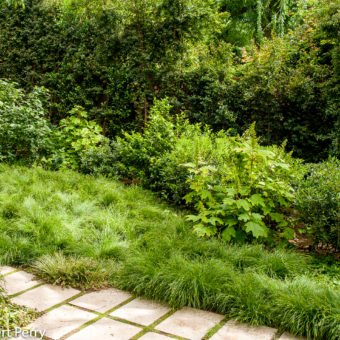 Berkeley sedge - Waterwise Garden Planner