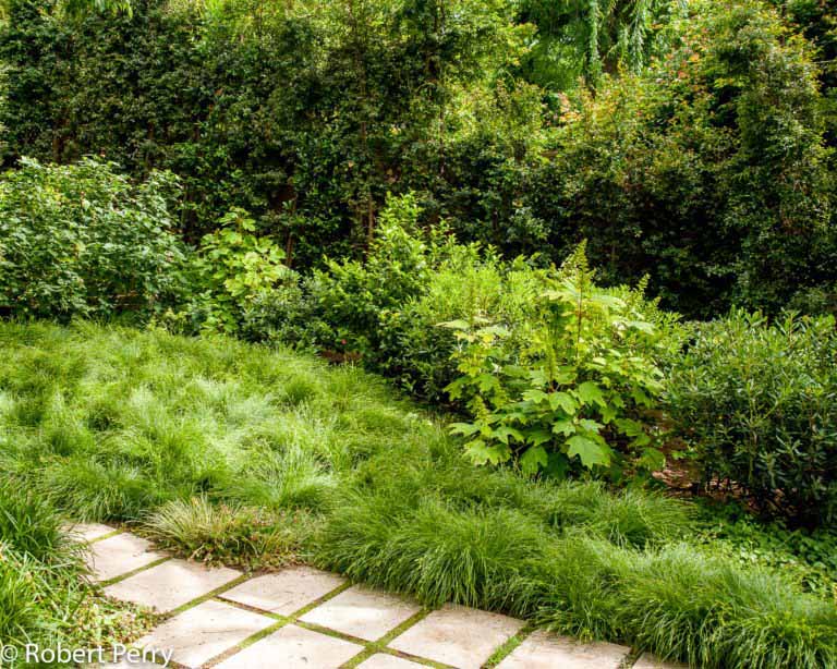 Foothill sedge / Berkeley sedge - Waterwise Garden Planner