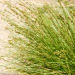 Foothill sedge / Berkeley sedge - Waterwise Garden Planner