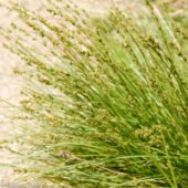 Foothill sedge / Berkeley sedge - Waterwise Garden Planner