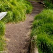 Berkeley sedge - Waterwise Garden Planner