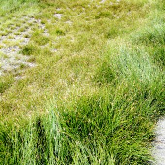 California meadow sedge - Waterwise Garden Planner