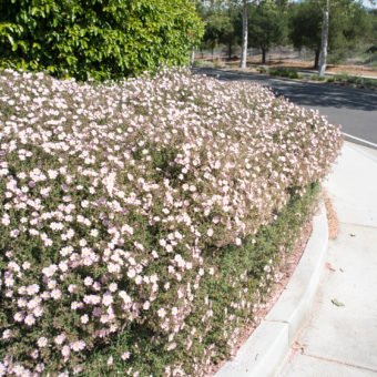 Pink rockrose - Waterwise Garden Planner