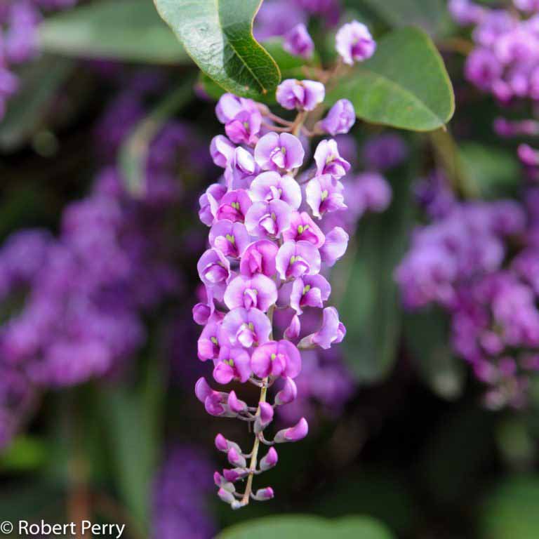Lilac vine - Waterwise Garden Planner