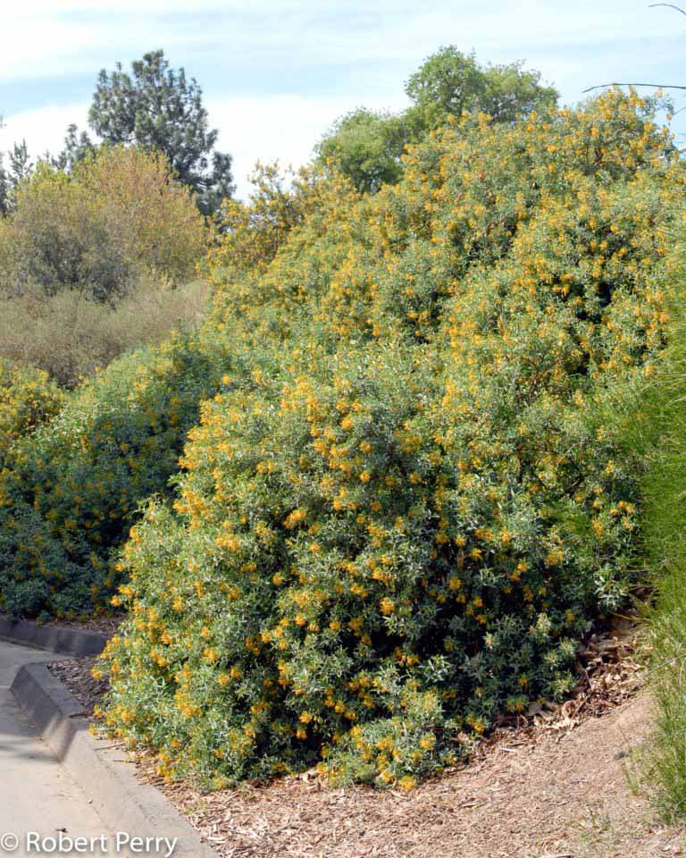 Bladderpod - Waterwise Garden Planner
