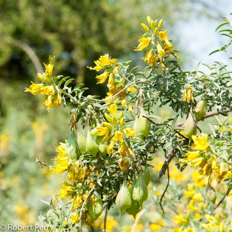 Bladderpod - Waterwise Garden Planner