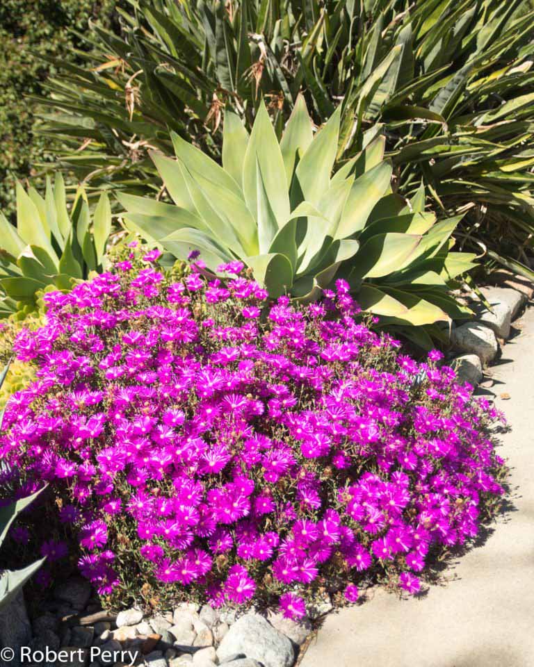 Purple ice plant - Waterwise Garden Planner