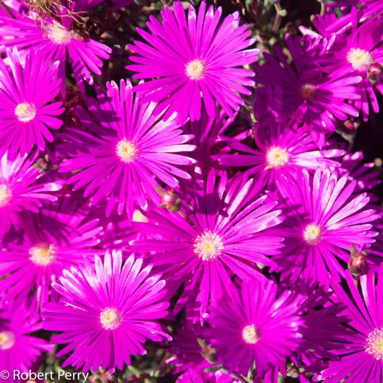 Purple ice plant - Waterwise Garden Planner