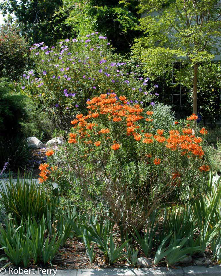 Lion's tail - Waterwise Garden Planner