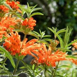 Lion's tail - Waterwise Garden Planner