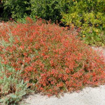 Mexican bush lobelia - Waterwise Garden Planner