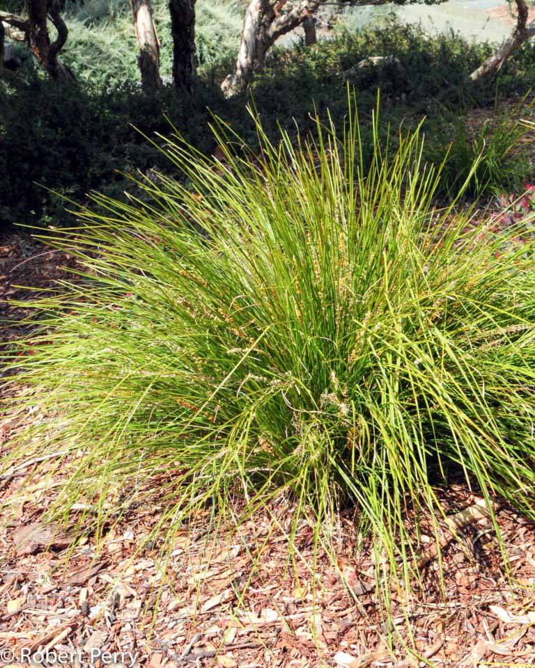 Spiny-headed mat rush + cv - Waterwise Garden Planner