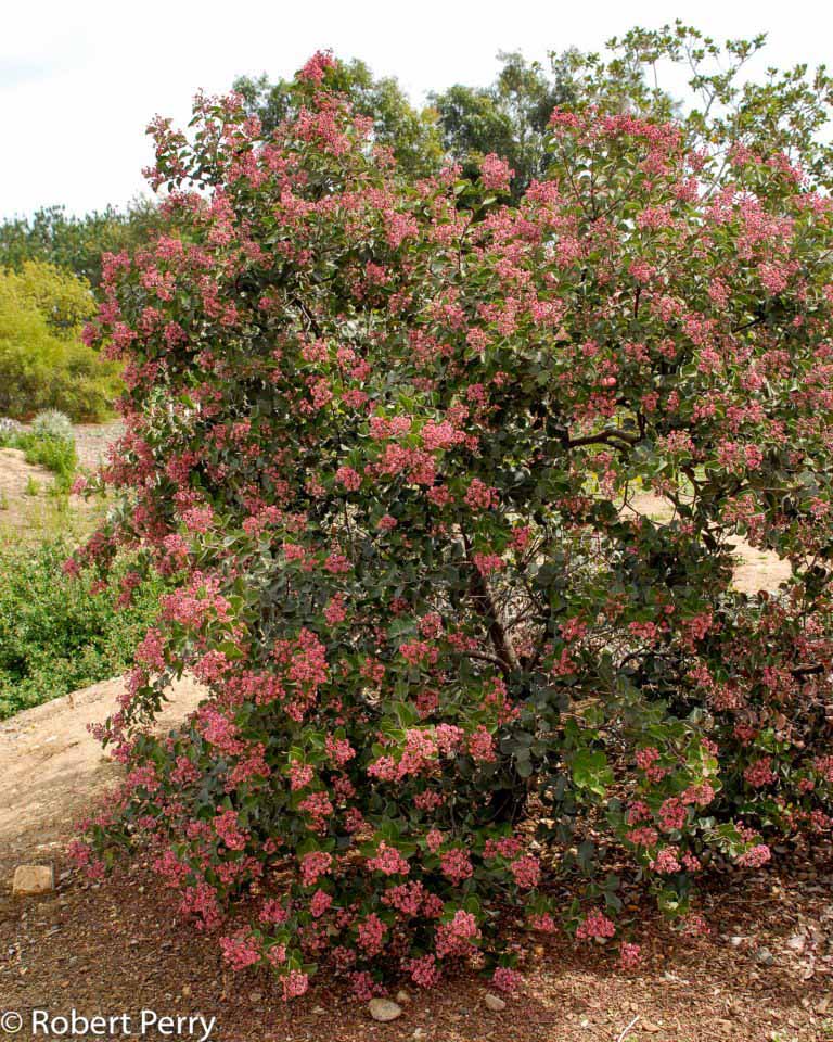 Pink-flowering sumac - Waterwise Garden Planner