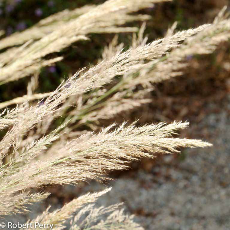 Bull grass - Waterwise Garden Planner