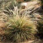 Bull grass - Waterwise Garden Planner