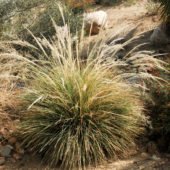 Bull grass - Waterwise Garden Planner