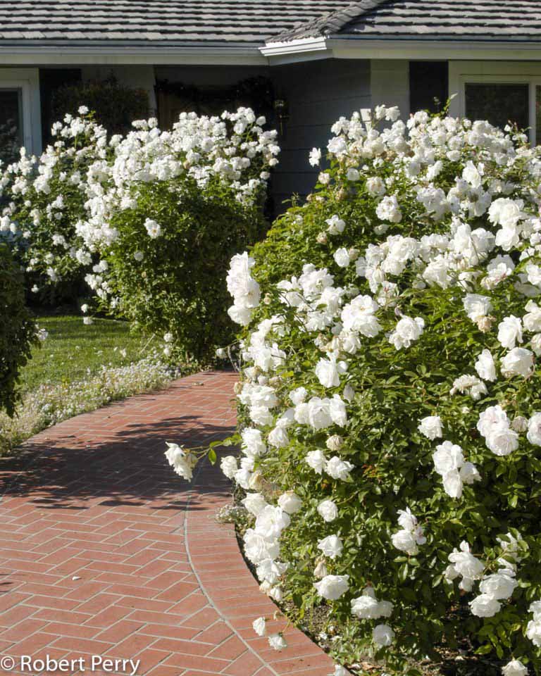 Iceberg rose - Waterwise Garden Planner