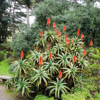 Torch aloe - Waterwise Garden Planner