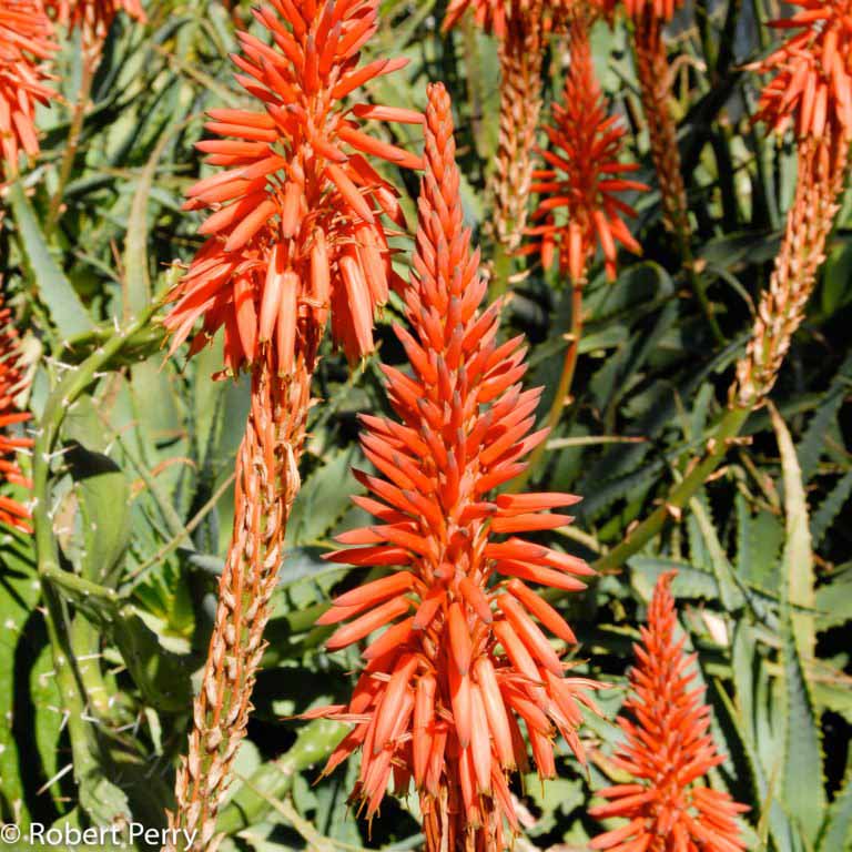 Torch aloe - Waterwise Garden Planner